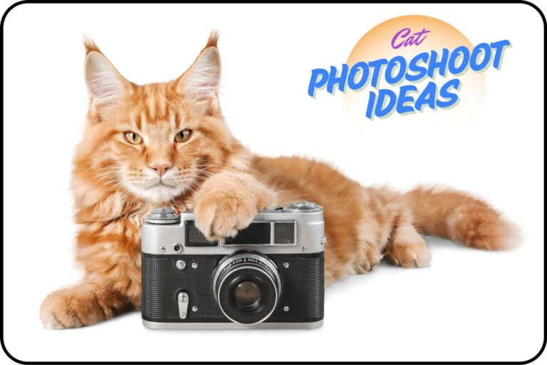 16 Best Cat Photoshoot Ideas For Cat Photography
